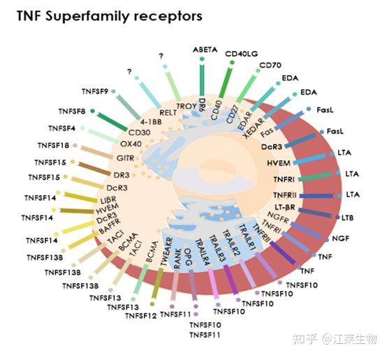 ELISA小能手解析----肿瘤坏死因子(TNF)家族 - 知乎