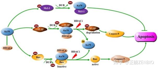 解密DNA修复中的关键力量：Ku70/80蛋白 - 知乎