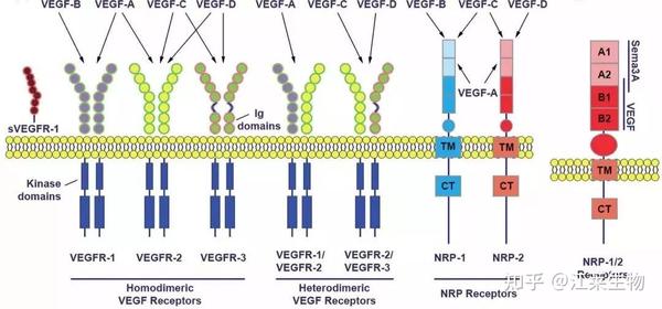 隐藏王者-血管内皮生长因子VEGF家族 - 知乎