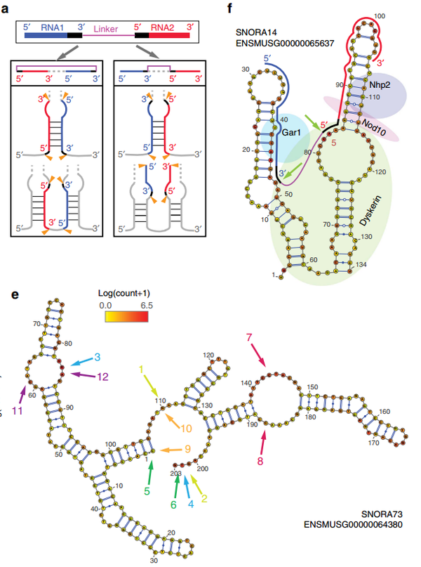 RNA-RNA相互作用技术：MARIO - 知乎
