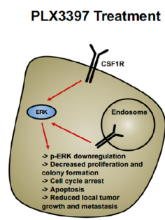 直追PD-1，癌症免疫新靶点CSF-1R药物研究进展综述 - 知乎