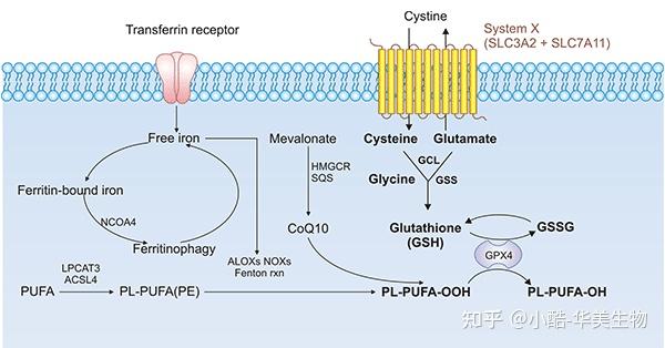 SLC7A11：SLC家族氨基酸转运蛋白，抗铁死亡！肿瘤耐药新方向！ - 知乎