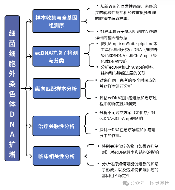 Nat Gen ｜ 耶鲁医学院：胞外染色体DNA扩增在癌症发展中的作用与机理 - 知乎