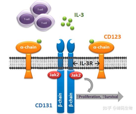肿瘤免疫靶点｜CD123 - 知乎