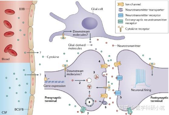 Nat Rev Immunol重磅综述: 免疫系统的神经调节-关注细胞因子 - 知乎