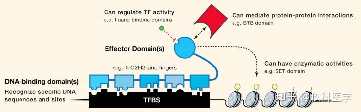 【生信实操】一文教会你查找基因的启动子以及预测转录因子结合位点 - 知乎