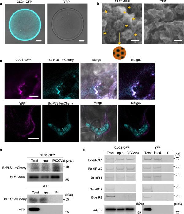 EVs帮助真菌小RNA进入植物细胞 - 知乎