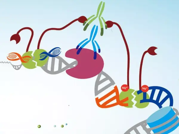 干货 | CUT&Tag核心酶Hyperactive PA/PG-Tn5 Transposase大解密 - 知乎