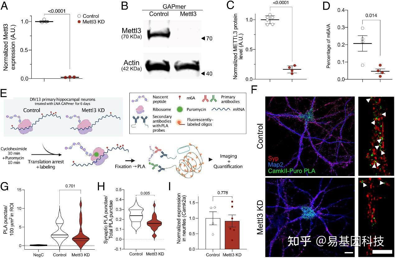 易基因-MeRIP-seq揭示衰老和神经变性过程中m6A RNA甲基化修饰的保守下调机制 - 知乎