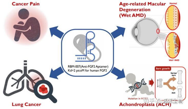 FGF2：纷繁复杂的调控因子 - 知乎