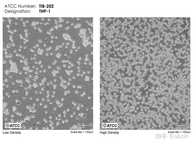 THP-1细胞培养攻略 - 知乎