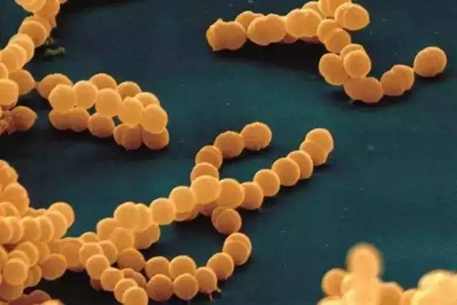 EM菌到底是什么？ - 知乎