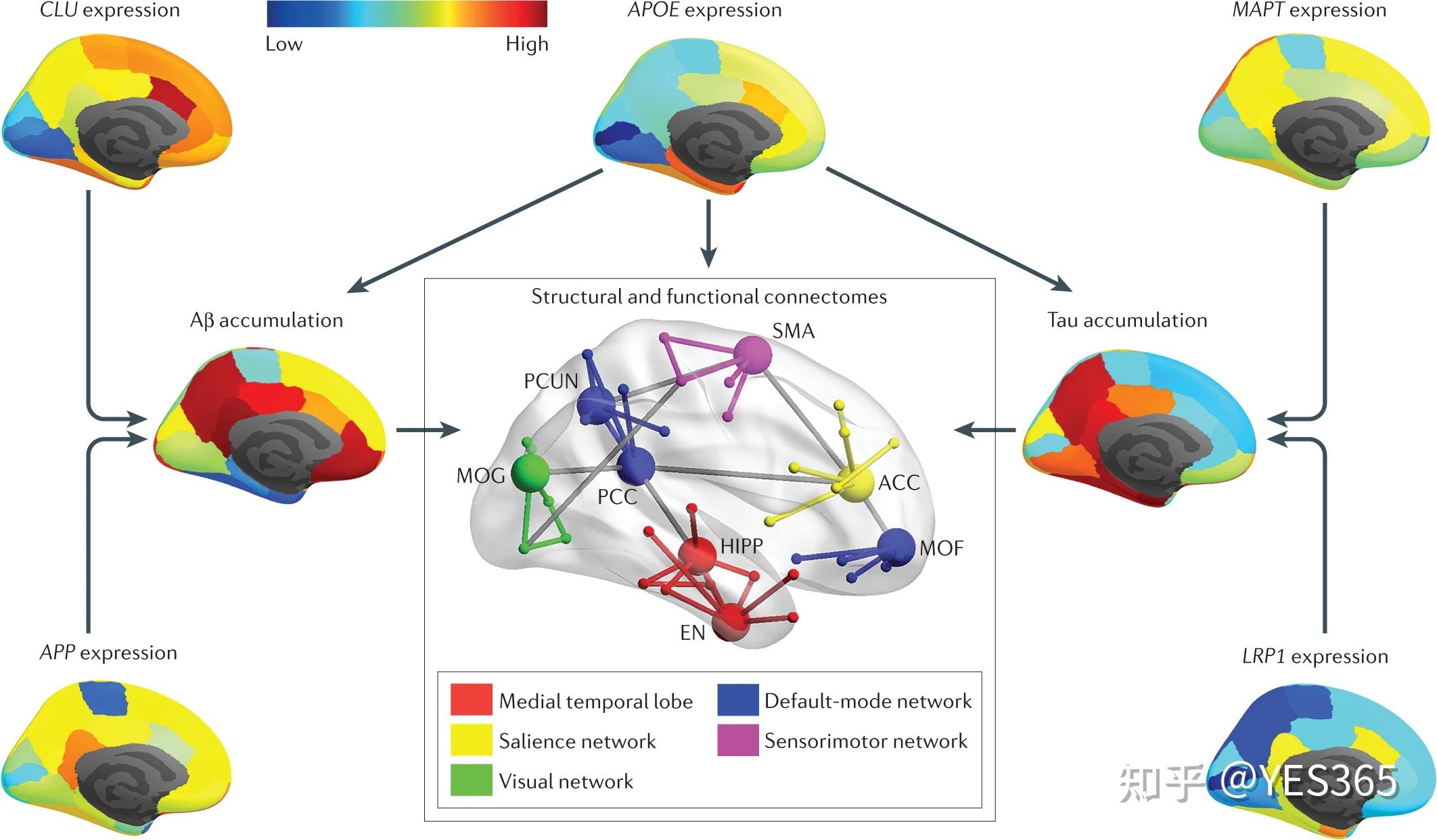 阿尔茨海默病中的人脑连接组——与生物标志物和遗传学的关系 - 知乎