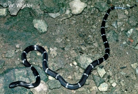 献给钟爱的Bungarus环蛇属（Krait) - 知乎