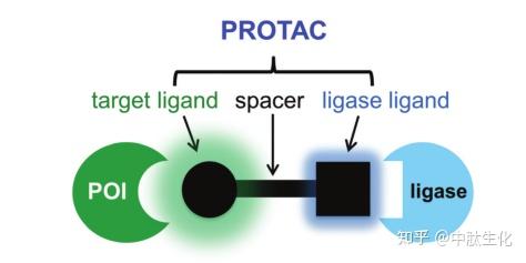 全球15款上市ADC药物技术透视及未来创新方向 - 知乎