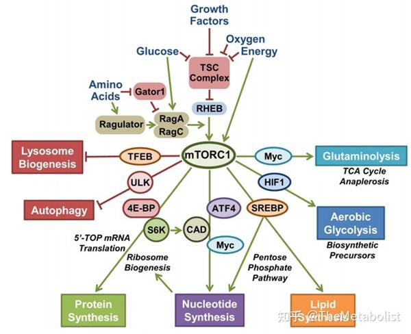 代谢学人--Science近期代谢研究精选 - 知乎