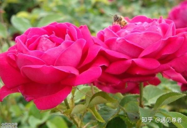 等待我履约的玫瑰 知乎
