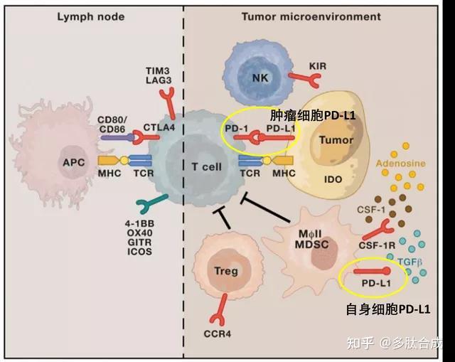 什么是PD-1和PD-L1？ - 知乎