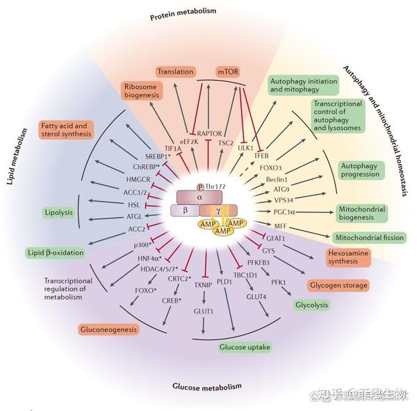 AMPK信号通路的功能详解 - 知乎