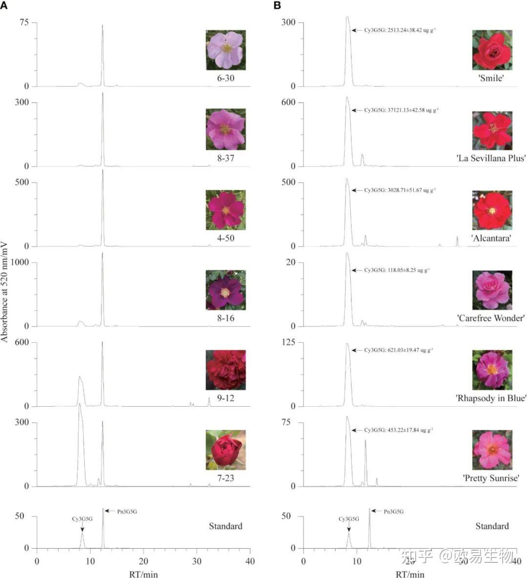 植物科学顶刊，转录组+代谢组学揭示玫瑰花色的形成机制 - 知乎
