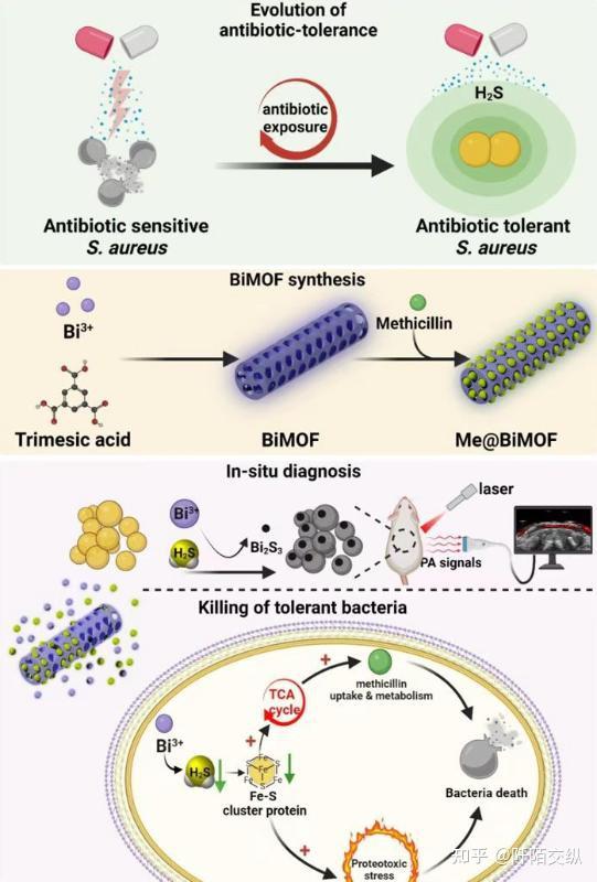 Nano Today：解决植入物感染早期诊断与抗生素耐药性的新突破 - 知乎