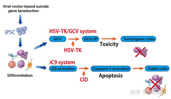 带你全面了解TCR-T细胞治疗 - 知乎