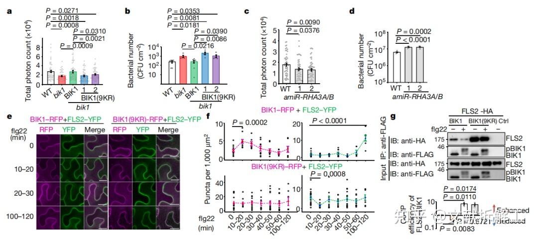 【Nature论文拆解】配体诱导的BIK1单泛素化调节植物免疫力 - 知乎