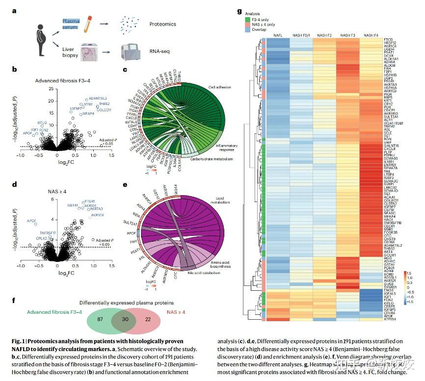 Nat Metab | 蛋白质组学结合单细胞转录组分析助力非酒精性脂肪肝标志物新发现 - 知乎