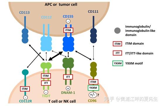 TIGIT靶点概况与研发动态 - 知乎