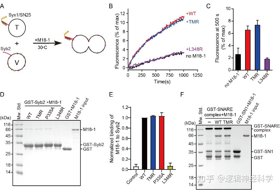 BMC Biol︱中南民族大学阳小飞/华中科技大学马聪团队阐述Munc18-1结构域3a特异氨基酸对其调控SNARE复合物组装和突触囊泡分泌的 ...