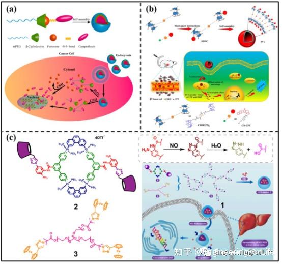 《AHM》综述：药物自给药系统--分子设计、构建策略及生物应用 - 知乎