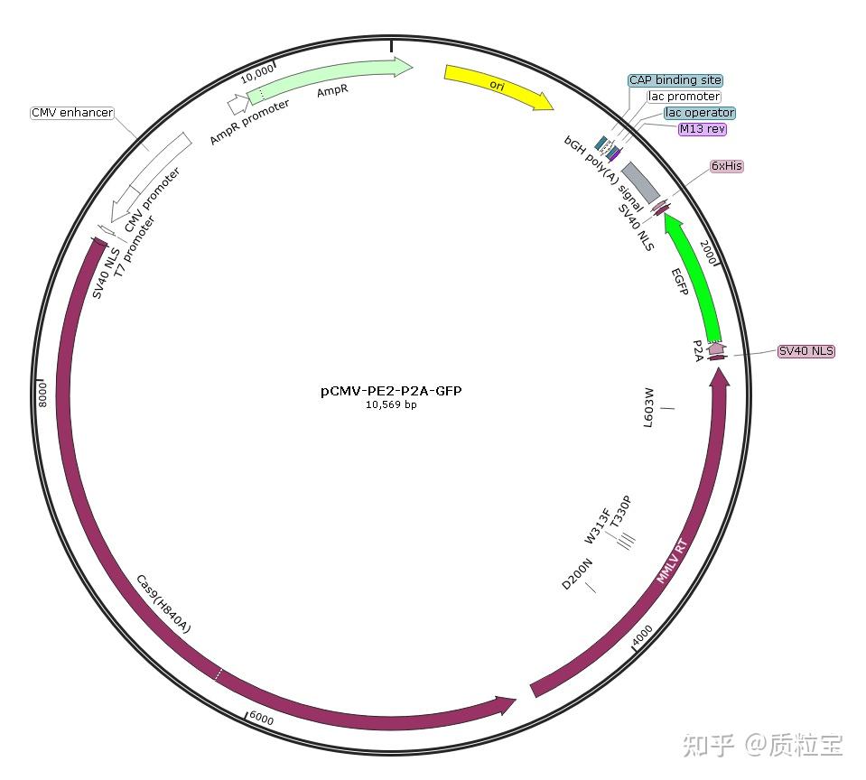pCMV-PE2-P2A-GFP(Plasmid #132776) 基因编辑Prime editing - 知乎