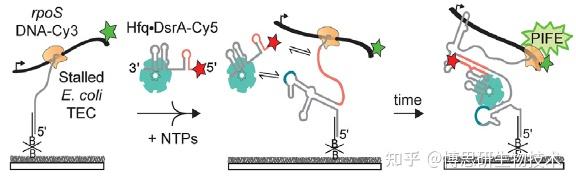 Mol Cell | 小RNA和核蛋白Hfq通过结合新生RNA调控基因表达 - 知乎