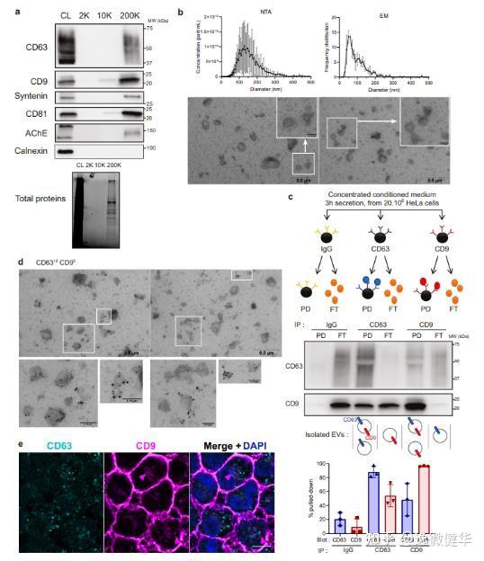 原来CD63才是外泌体特异性标志性蛋白，而CD9和CD81并不特异 - 知乎