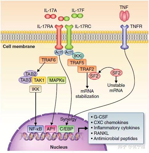 IL-17: 一个人的“骑兵队” - 知乎