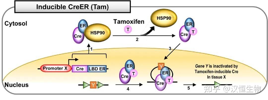 从原理到应用，Cre/Loxp及相关重组酶系统大全 - 知乎