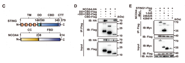 项目文章 | 单细胞测序揭秘STING与NCOA4相互作用关系并发现脓毒症的潜在治疗策略 - 知乎