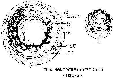 头足纲小传（29）瑕光微明：头足纲的起源，奈特氏锥 Knightoconus - 知乎