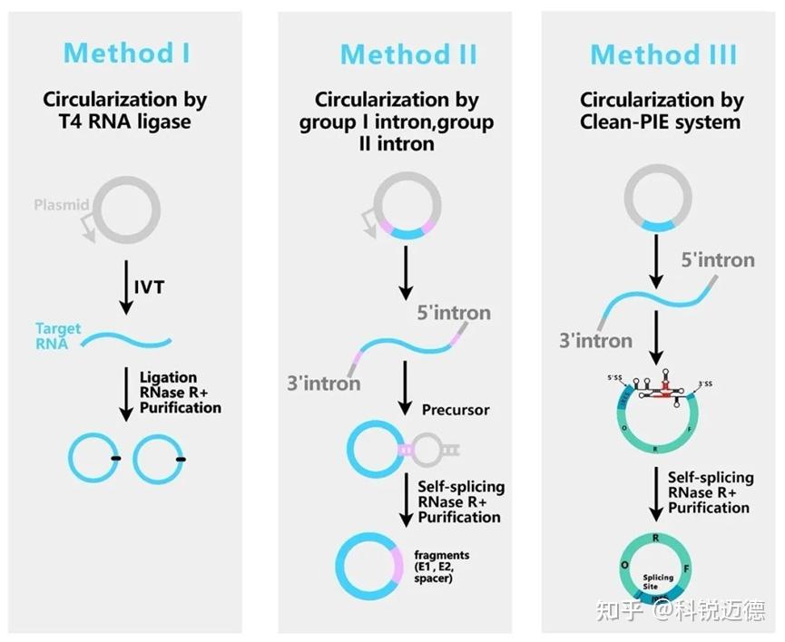 Clean-PIE超越ORNA：科锐迈德公开环状RNA成环框架底层技术 - 知乎