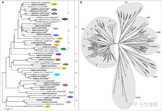 基因家族｜BRD基因家族全基因组分析 - 知乎