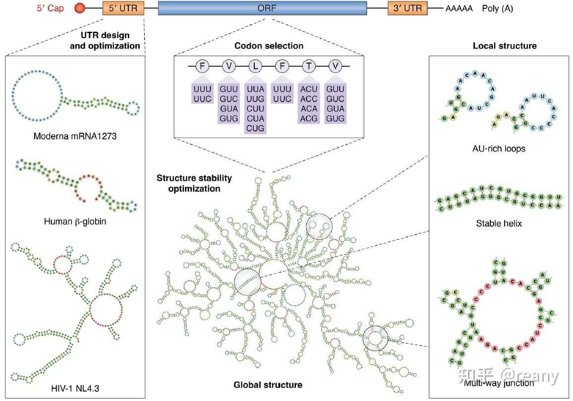 mRNA疫苗序列和结构的设计与优化 - 知乎