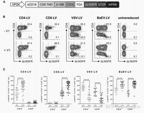 转导增强剂使靶向CD4和CD8的慢病毒高效递送CAR基因 - 知乎