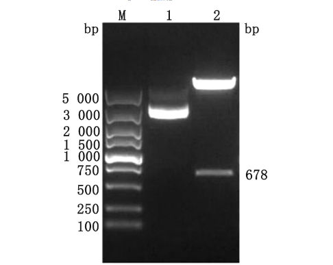 鉴定猪流行性腹泻病毒纤突蛋白受体结合区（PEDV-RBD）重组蛋白免疫原性的实验操作流程 - 知乎