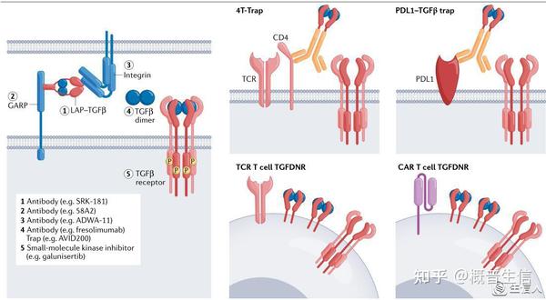 SCI热点分子|TGF-β对癌症免疫应答的调控 - 知乎