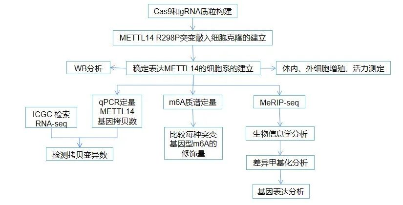 Cell Reports | 揭开METTL14在介导m6A修饰中的神秘面纱 - 知乎