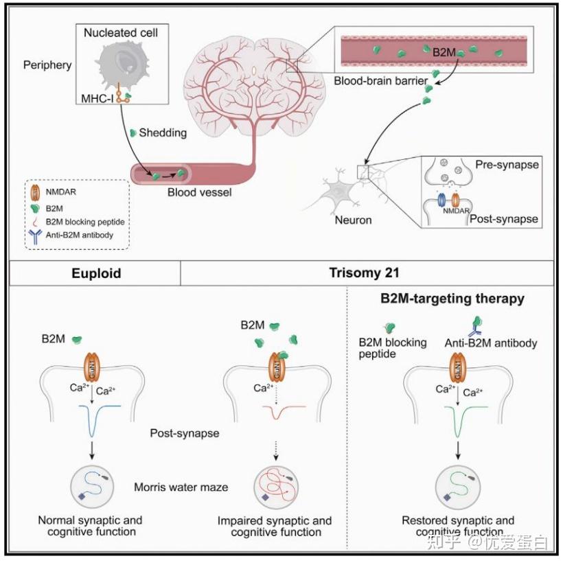 β2-Microglobulin/B2M：小蛋白，大侦探 - 知乎