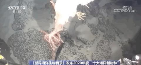 原来“派大星”真的存在 - 知乎