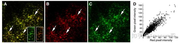 ImageJ实用技巧——荧光共定位分析原理(解析篇) - 知乎
