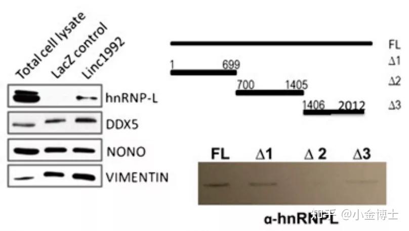 知无不“研”| 一文读懂RNA pull down - 知乎