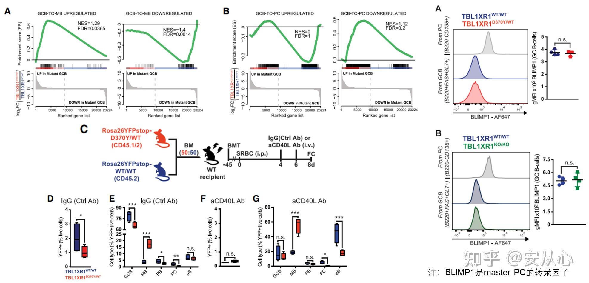 TBL1XR1突变通过诱导促肿瘤程序驱动结外淋巴瘤 - 知乎